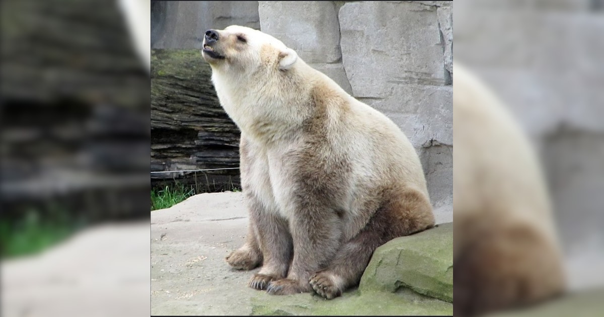 Meet The Hybrid Offspring Of Grizzly And Polar Bear