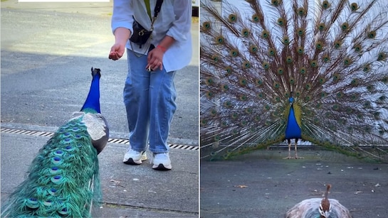 peacock feather dance