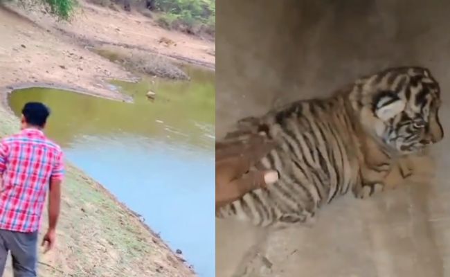 Videos Of Men Walking In Front Of Tiger, Petting Cubs Emerge From ...