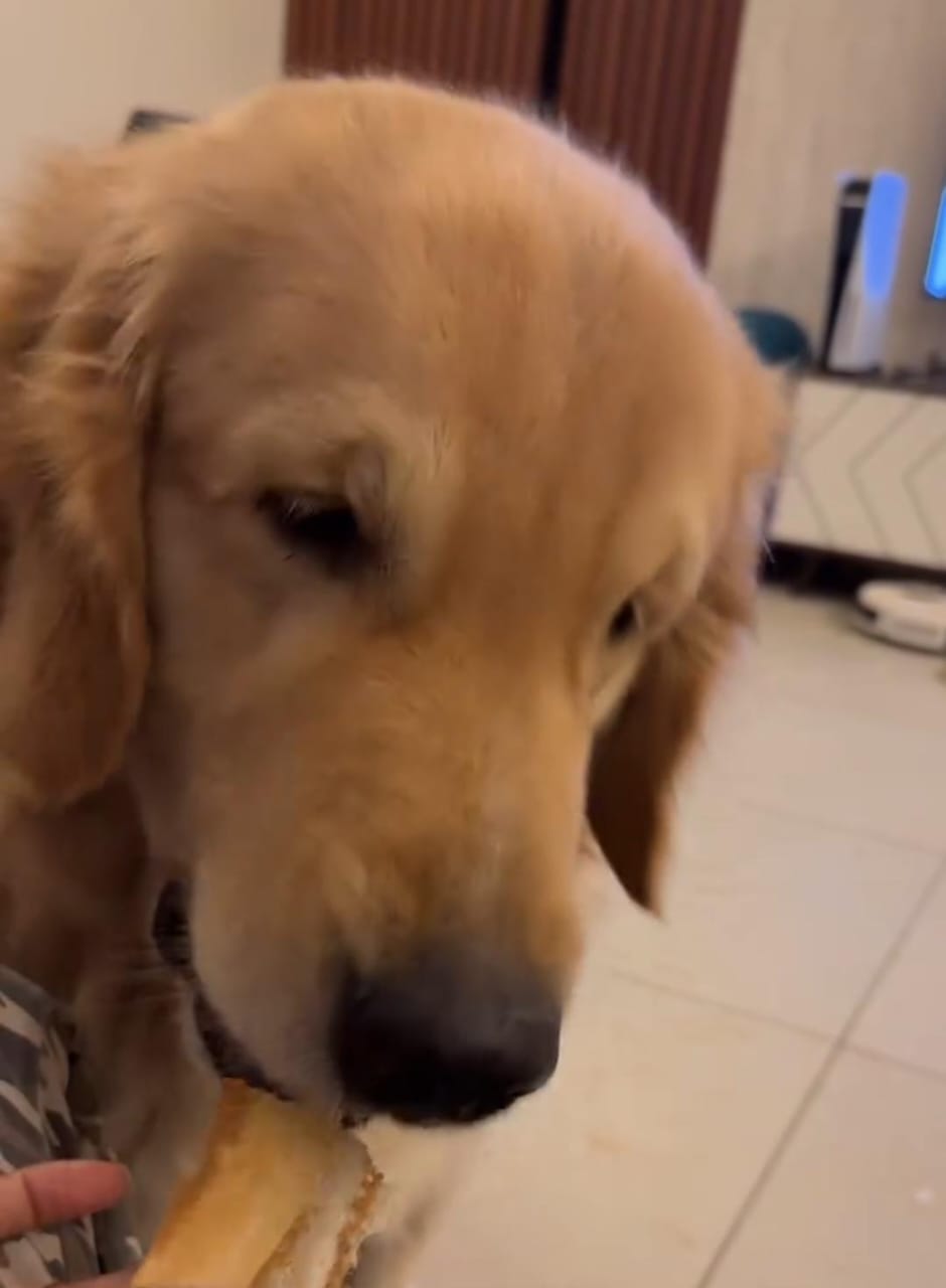 Golden Retriever | Know All About Golden Retriever at NDTV Food