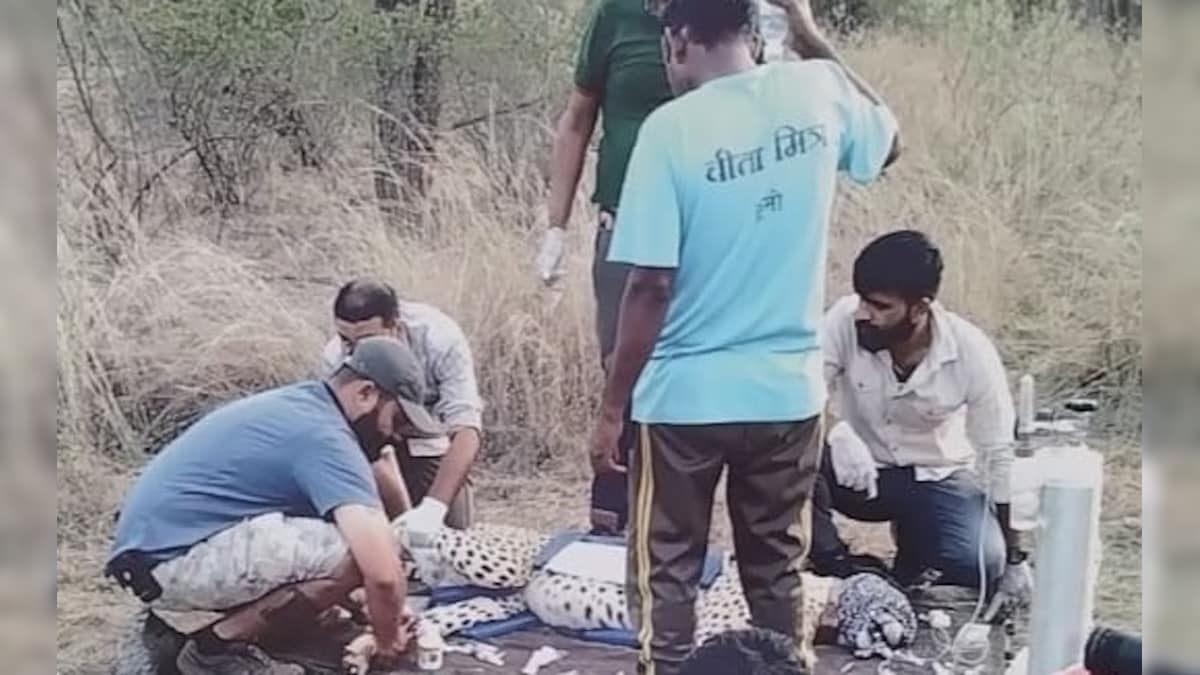 Kuno National Park: भीषण गर्मी से बीमार हुआ शावक चीता, डॉक्टरों की टीम ...