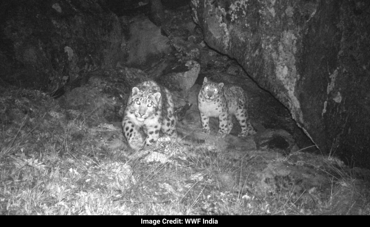 Sikkim's 'Wild' Golden Jubilee Gift: 21 Endangered Snow Leopards Identified