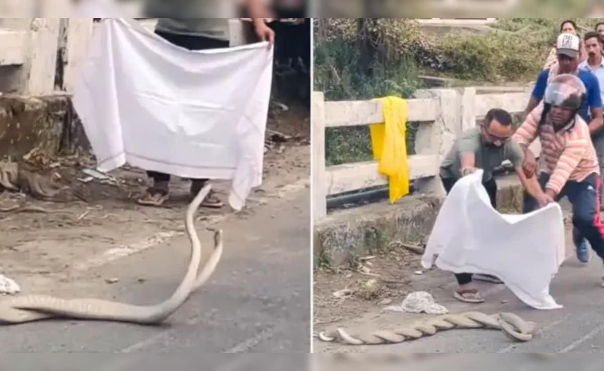 बीच सड़क पर एक-दूसरे से लिपटे हुए थे दो सांप, शख्स ने की ऐसी हरकत ...