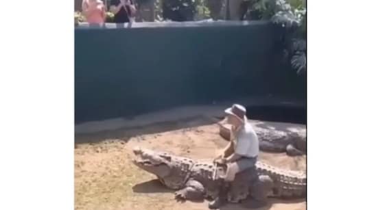 attack alligator