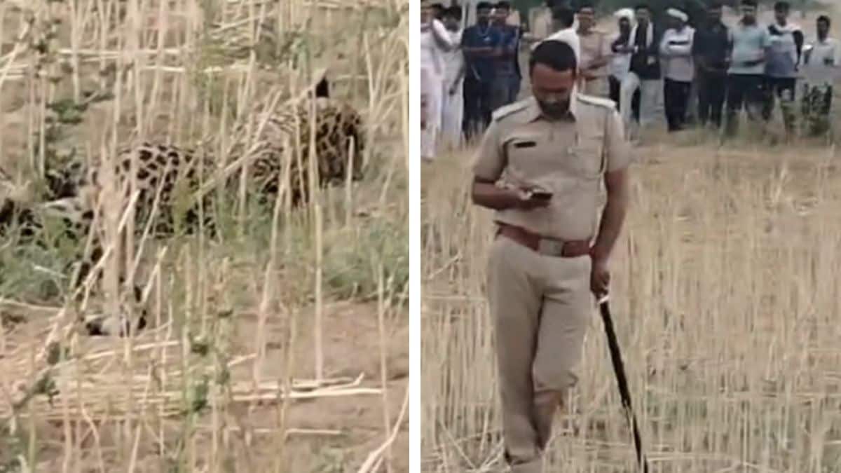 Leopard Attack: झुंझुनूं में तेंदुए की दहशत, गांव के 3 लोगों पर किया ...