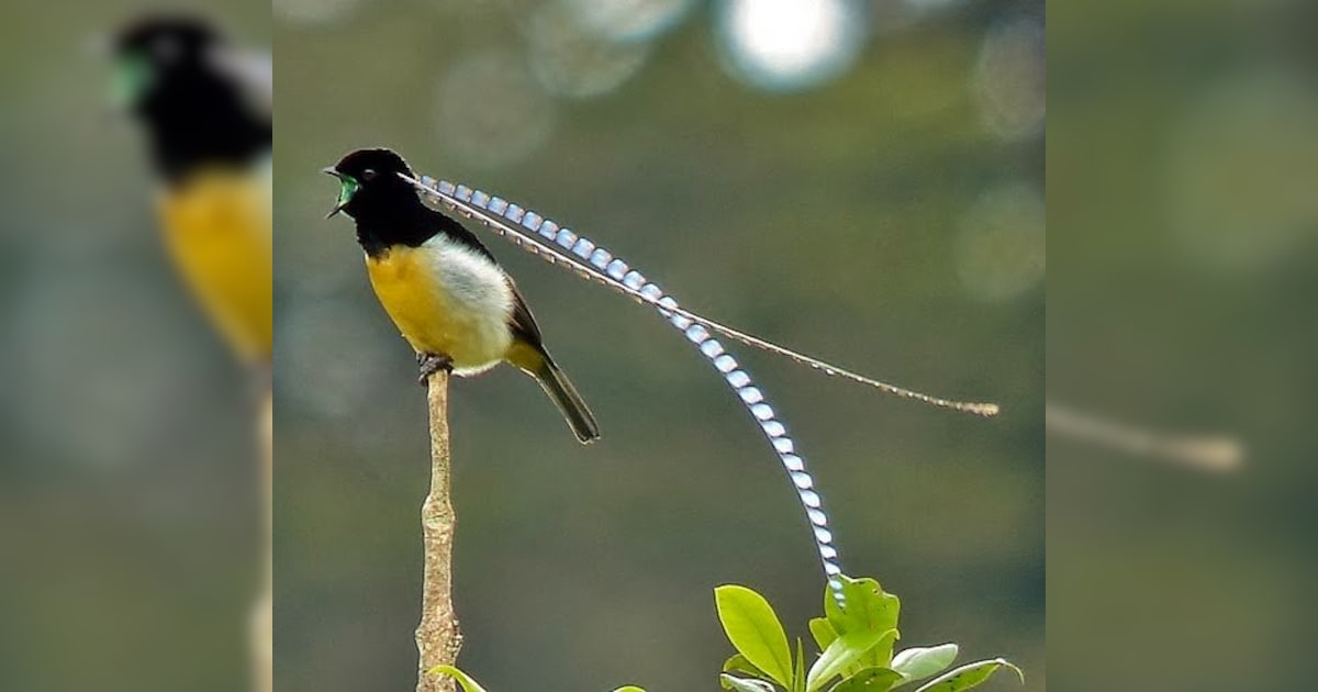 The King Of Sax: Meet One Of World's Most Elusive Birds