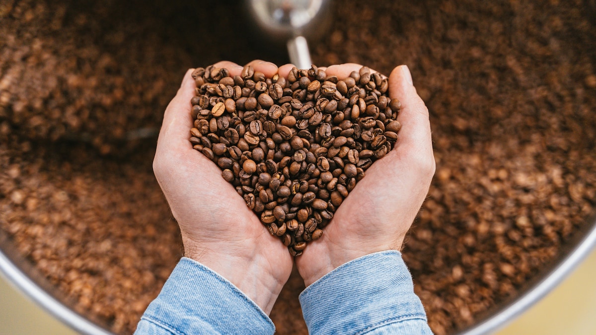 chicory root coffee uk