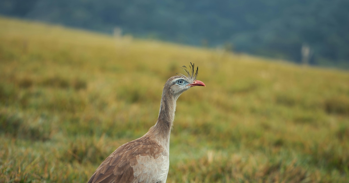 Explained: What Is The 'Endling' Species