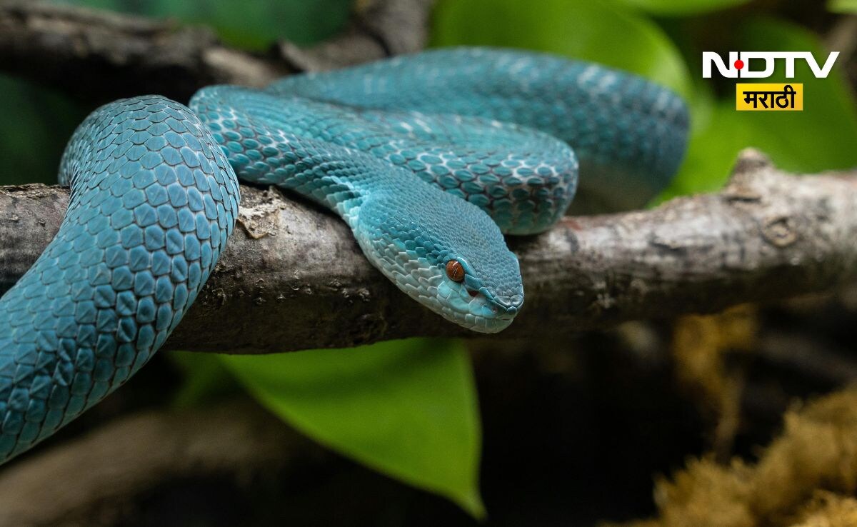 Madhya Pradesh Snake Scam Single Person Was declared Dead 30 Times in ...