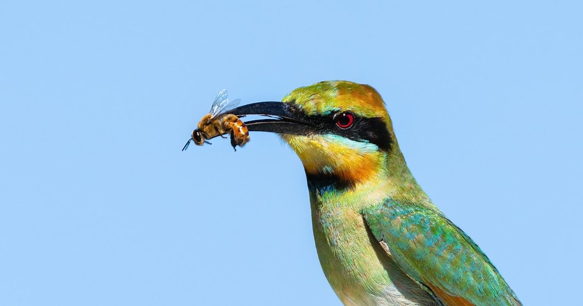 7 Birds That Help Control Mosquitoes Naturally