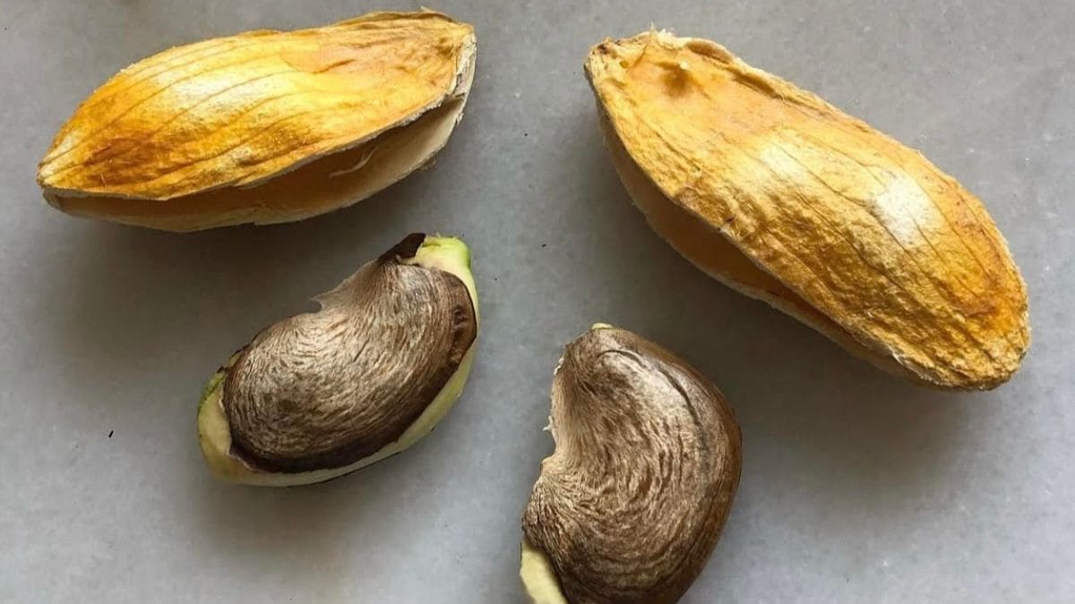 Mango Seeds | Know All About Mango Seeds at NDTV Food