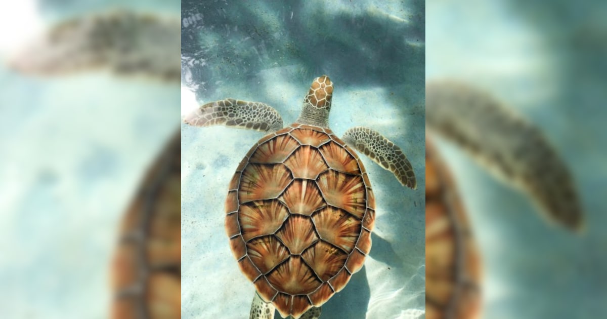 Animals With An Amazing Sense Of Direction