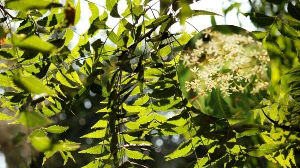 Neem Flower Benefits: नीम की पत्ती ही नहीं, फूल भी है औषधीय गुणों का ...