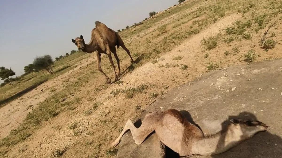 Rajasthan: पानी की आस में ऊंटनी के बच्चे की टांके में फंसकर मौत, रात भर ...