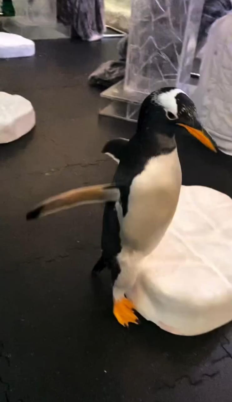 Penguin Restaurant | Know All About Penguin Restaurant at NDTV Food