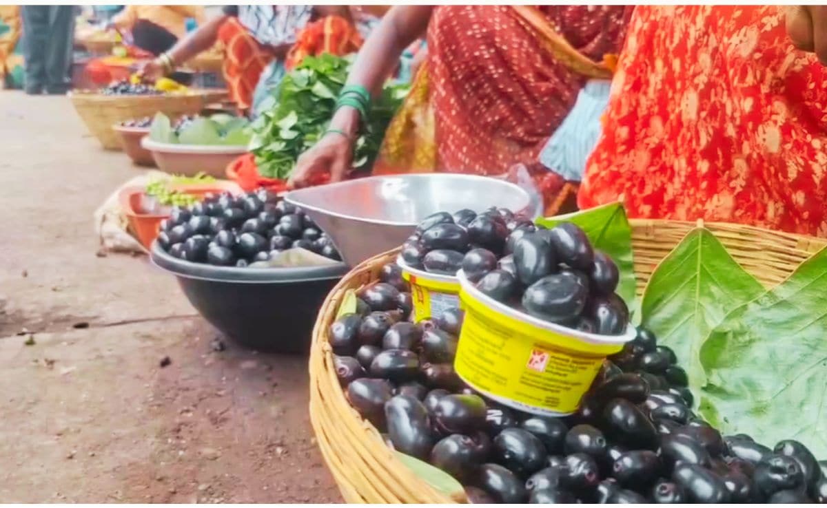 Badlapur famous jambula java-plum expensive due to unseasonal rain