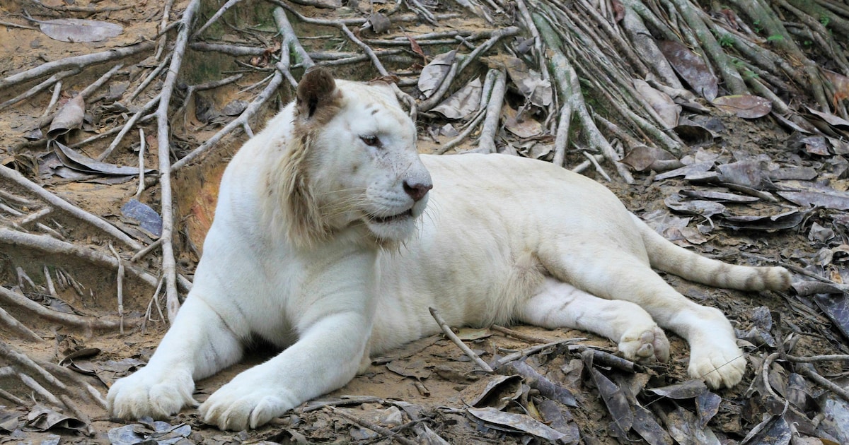 This Animal Is Part Tiger And Part Lion