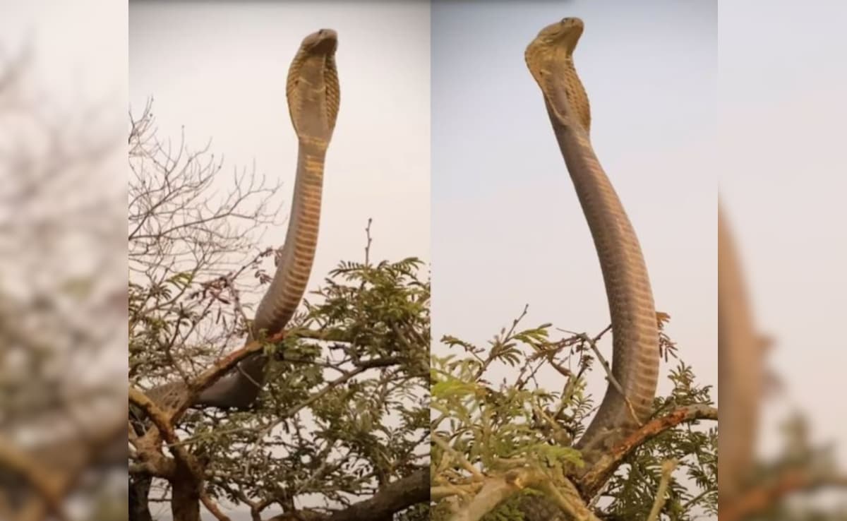 पेड़ से कई फुट ऊपर फन फैलाकर बैठा था King Cobra, साइज देख छूटे लोगों के ...