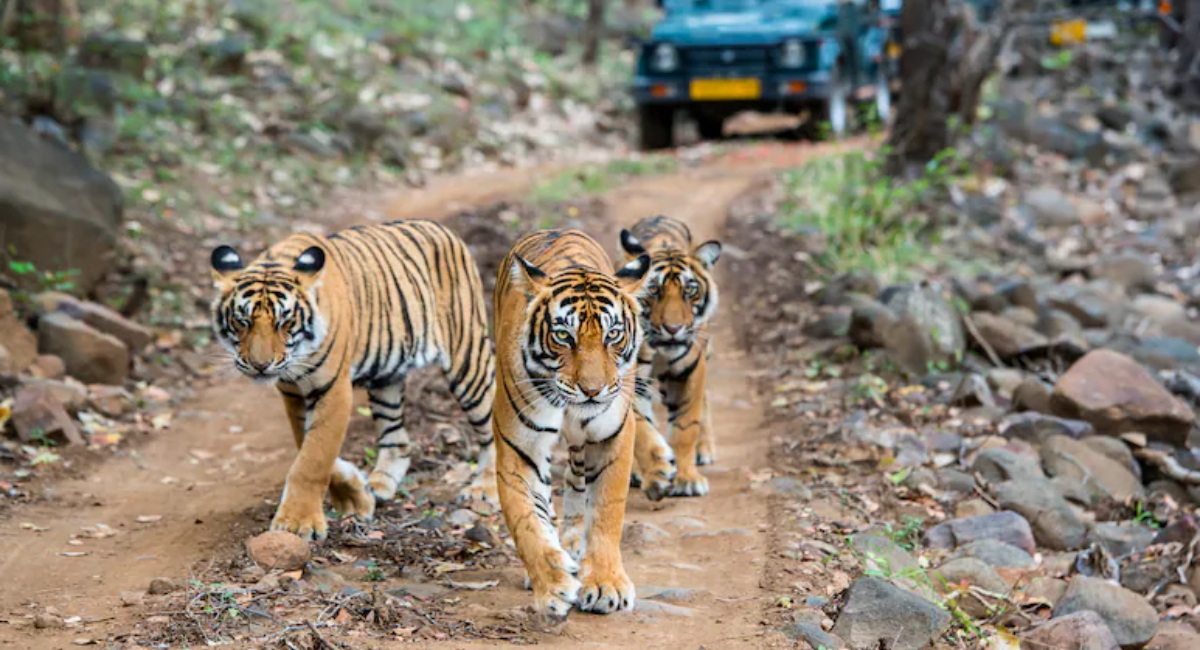 sariska tiger reserve core tiger habitat boundaries redrawn 57 mines shut down by surpeme court ...