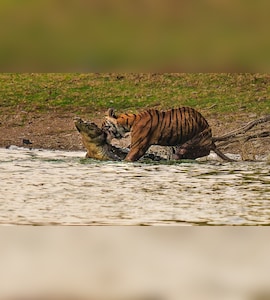 do crocodiles attack tigers