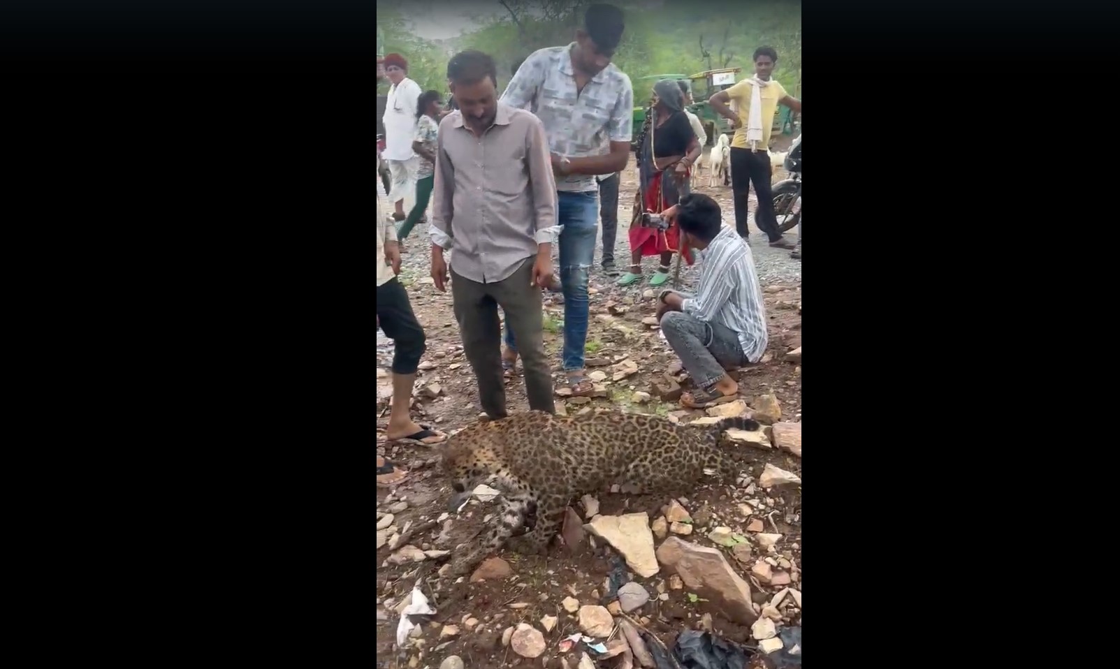 Video: Sick Leopard Paraded On Leash In Rajasthan, Villagers Take ...