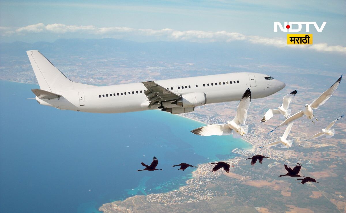 Will the government change the direction of the birds to prevent plane ...