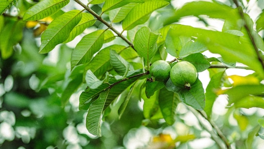 guava tree leaf uses
