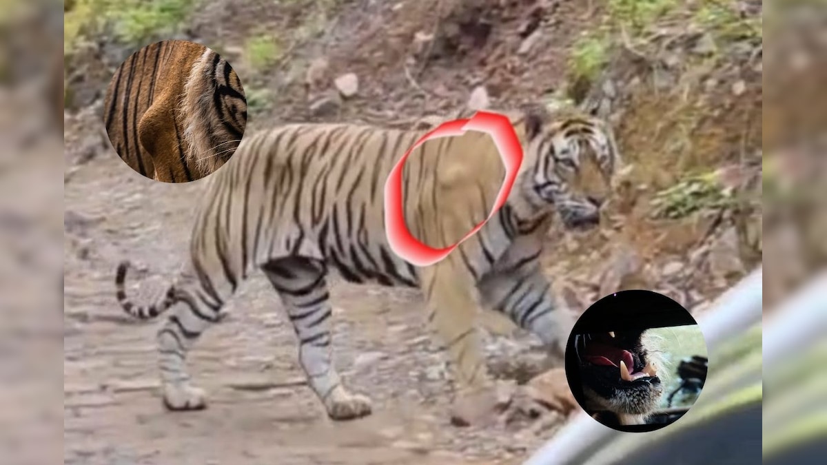 रणथंभौर के बाघों पर जेनेटिक बीमारी का खतरा, टी-120 गणेश में बोन ट्यूमर ...