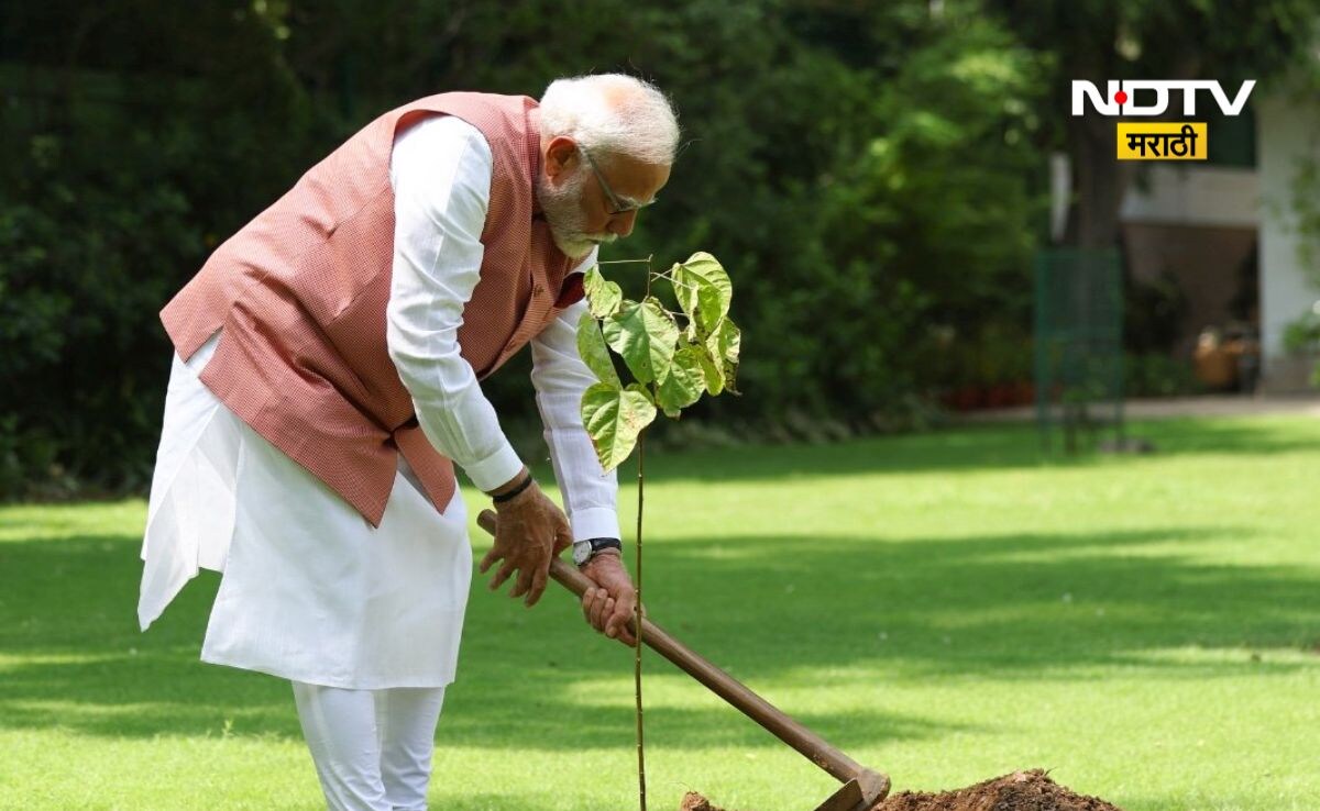 What Doed a Sindoor Tree Planted by Pm Modi Found in Village in Nashik ...