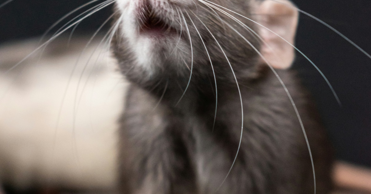 Rat और Mouse में अंतर क्या है?