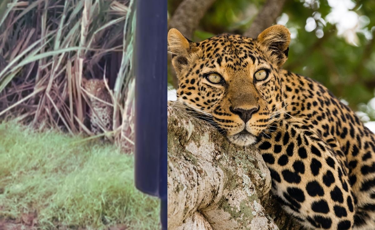 Leopard viral video in farm of village Ashwi Khurd in Sangamner taluka