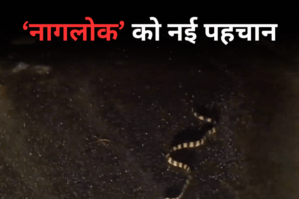 Snake Park: अब देशभर में जाना जाएगा ये 'नागलोक', यहां रहते हैं 40 से ...