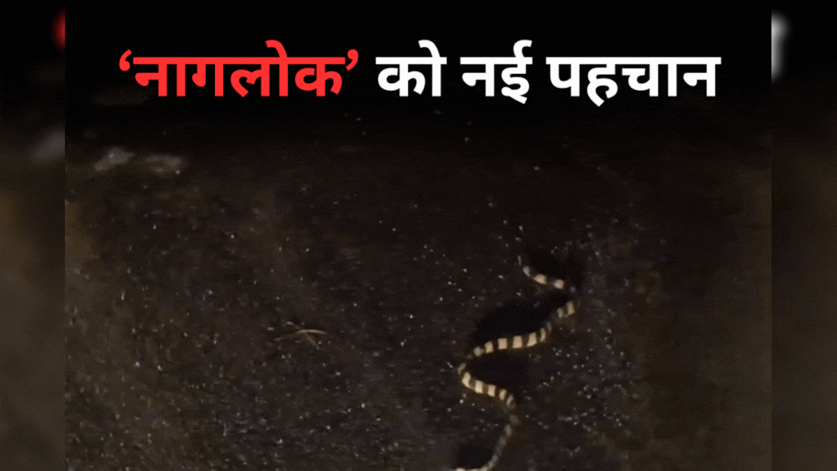 Snake Park: अब देशभर में जाना जाएगा ये 'नागलोक', यहां रहते हैं 40 से ...