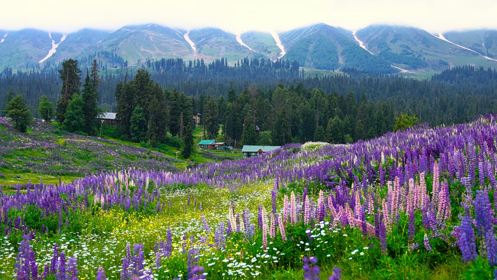 Uttarakhand's Valley Of Flowers National Park Reopens: How To Reach ...