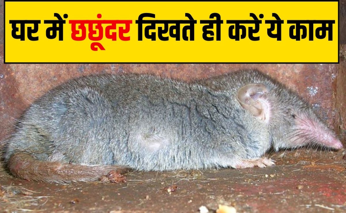 बारिश में घर में आ जाती है छछूंदर? बस रख दें क‍िचन में मौजूद यह हरी चीज ...