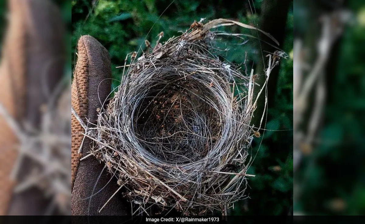 Birds Build Nests Using Fibre Optics Found In FPV Drones In Ukraine