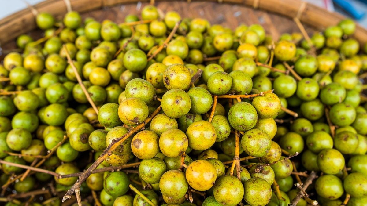 लभेर: छोटा फल और गुण बड़े-बड़े, इस 'इंडियन चेरी' का स्वाद पान जैसा ...