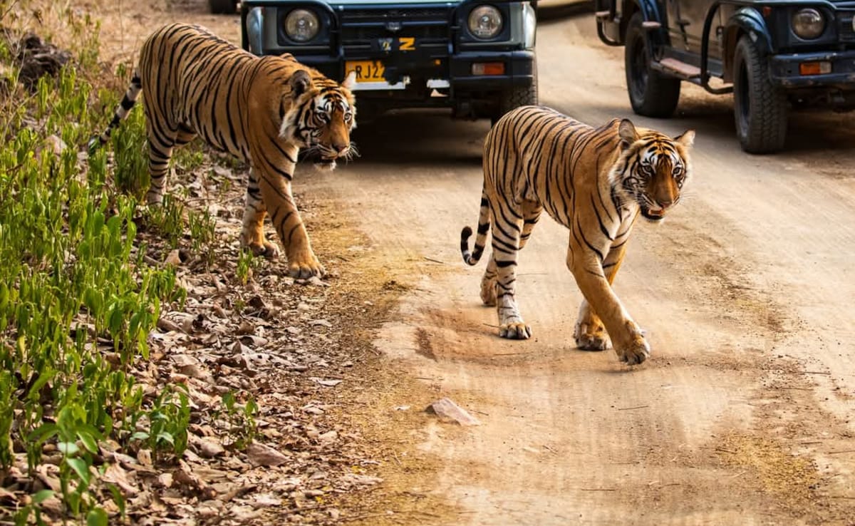 Supreme Court Limits Tiger Safaris To Non-Forest Land, Bans Night Tourism