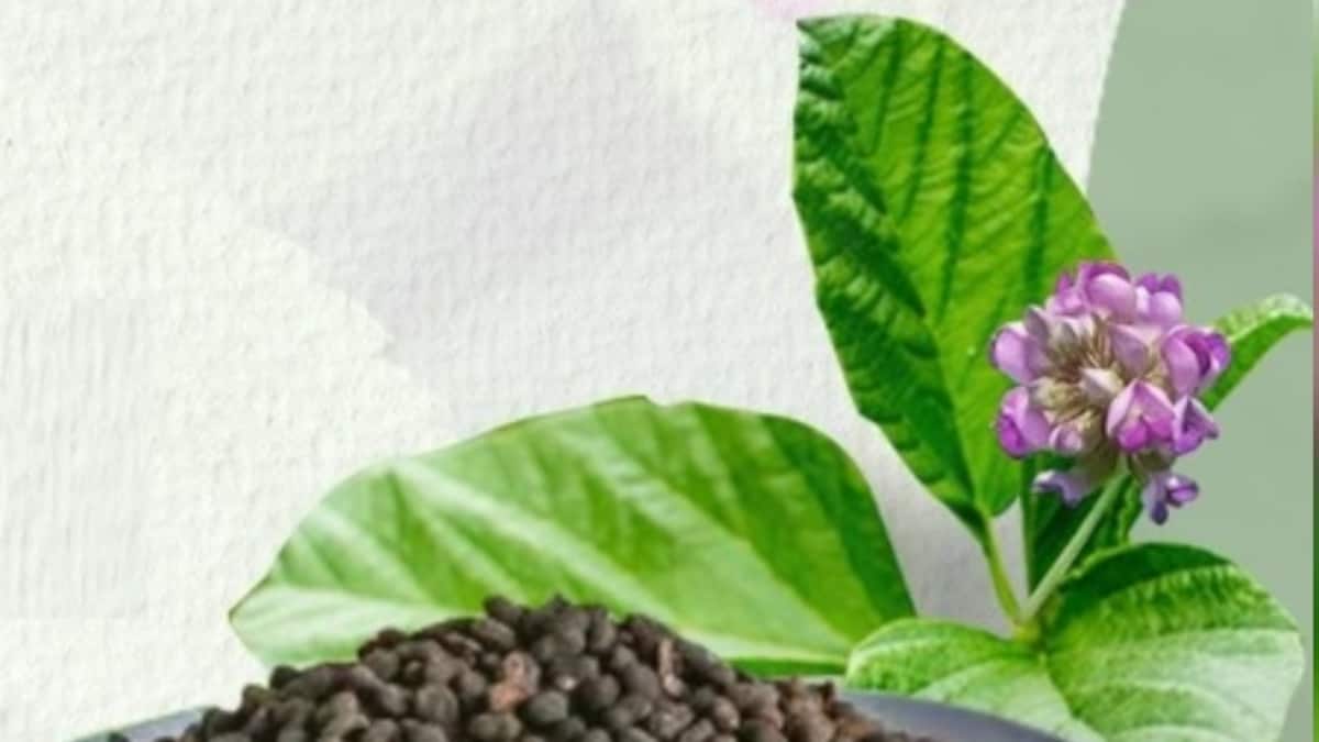 Bakuchi Benefits: त्वचा रोग हो या डैंड्रफ... सेहद के लिए वरदान है औषधीय ...