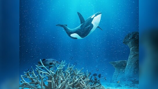 killer whale tool use