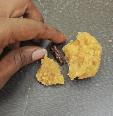 Man Says He Found Cockroach In Andhra Temple 'Laddoo', Official Denies ...