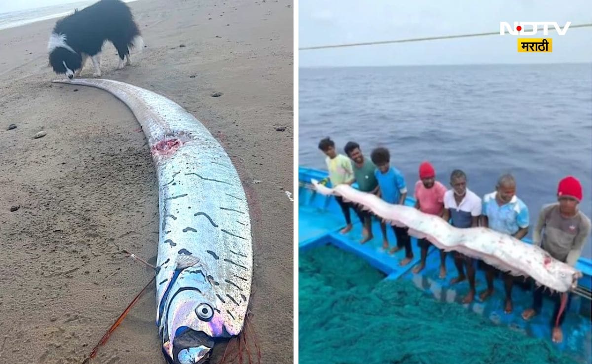 DOOMSDAY FISH has increased the tension of the world, the world is ...