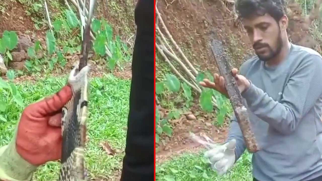 Video: Cobra Swallows 1-Foot Long Knife. Here's How They Took It Out