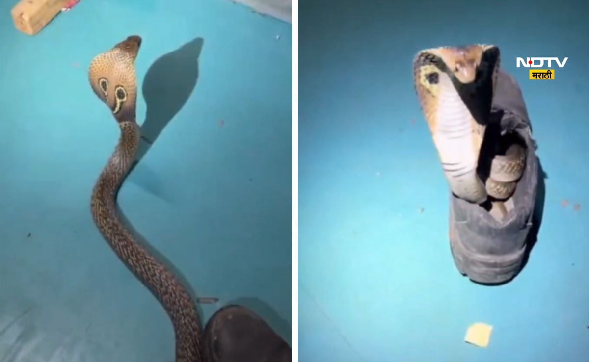 Rare spectacled snake caught by snake lovers in Navi Mumbai