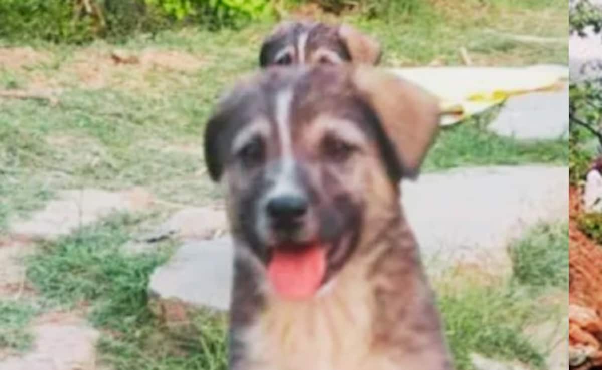 Himachal Pradesh Mandi dog puppy saved the lives of 67 villagers