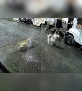 indian leopard attacks dog