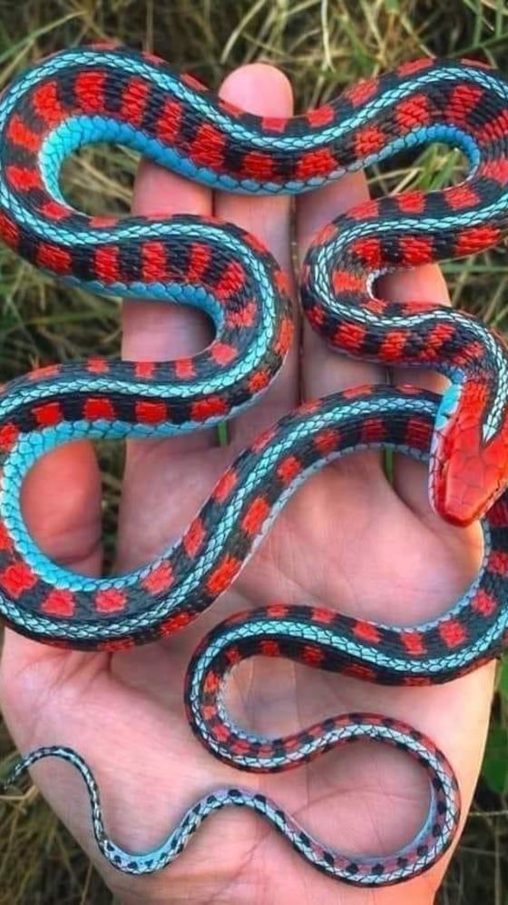 snakes with unique patterns
