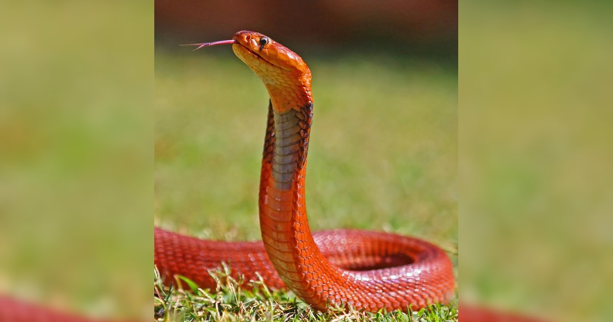 5 Most Beautiful Red Snakes