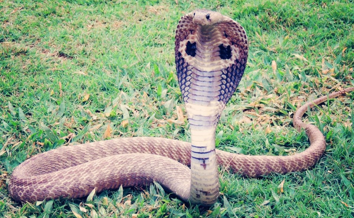 Nag Panchami 2025 After 23 years Shirala villagers will worship living ...