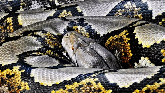 giant reticulated python indonesia